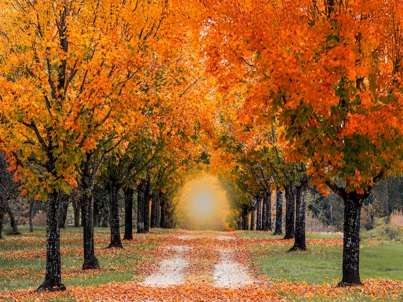 Autumn Splendor Digital Background Digital Print - Etsy