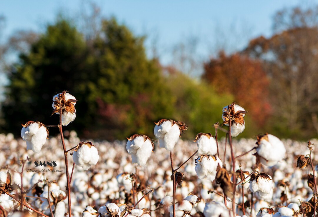 Fall Cotton Field Digital Background (digital Download) - Etsy