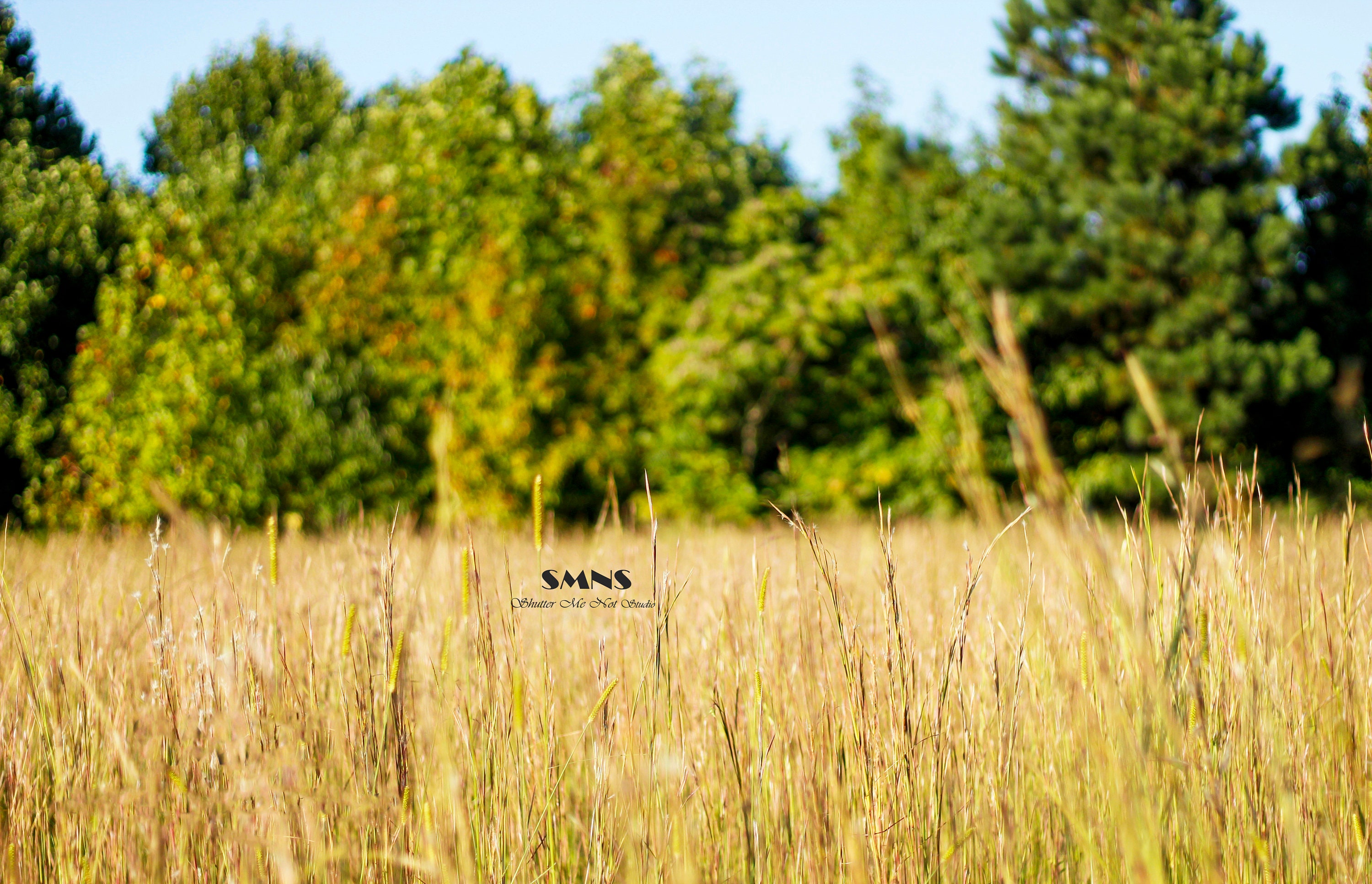 Tall Fall Grass Field Digital Background - Etsy