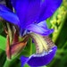 Indigo Iris Flower - Etsy