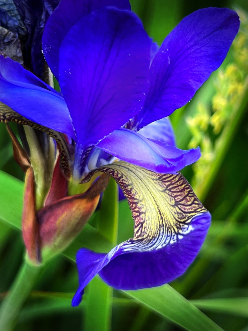 Indigo Iris Flower - Etsy