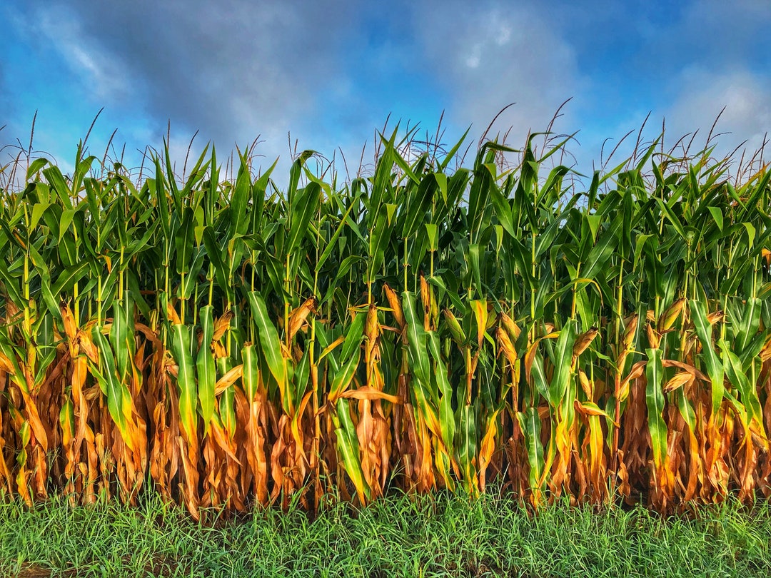 Vibrant Corn Field - Etsy