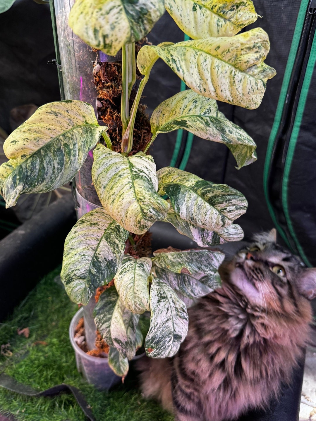 Variegated Rhaphidophora Puberula - Etsy