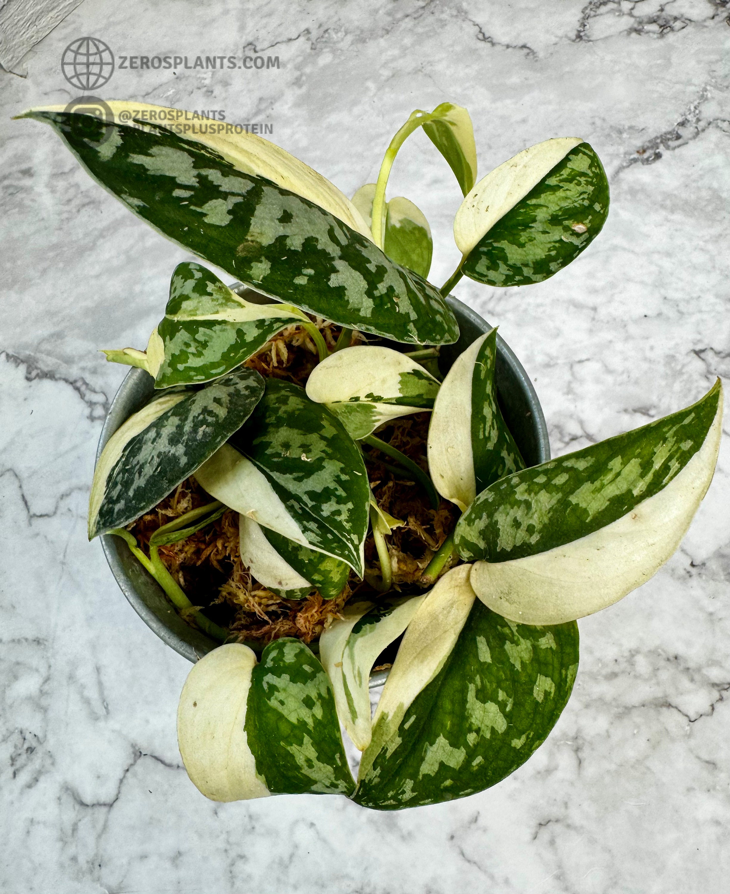 Scindapsus ‘mayari’ - High Variegation *grower’s Choice* - Etsy