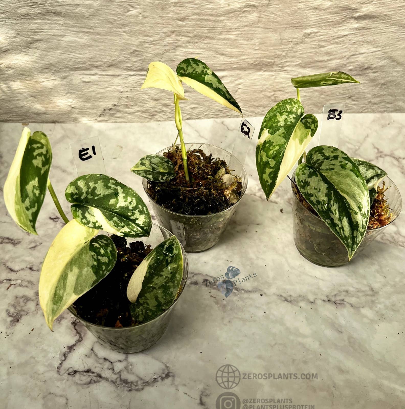 Scindapsus mayari E3 - Etsy