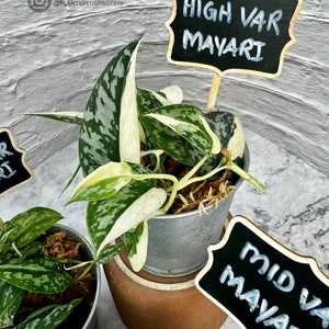 Scindapsus ‘mayari’ - High Variegation *grower’s Choice* - Etsy