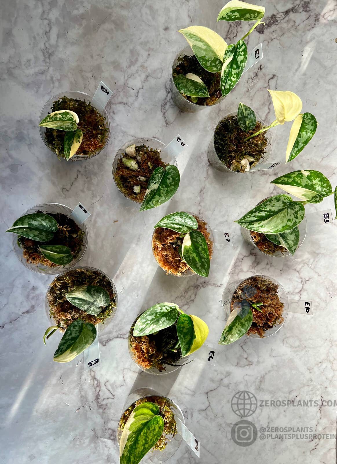 Scindapsus ‘mayari’ - High Variegation *grower’s Choice* - Etsy