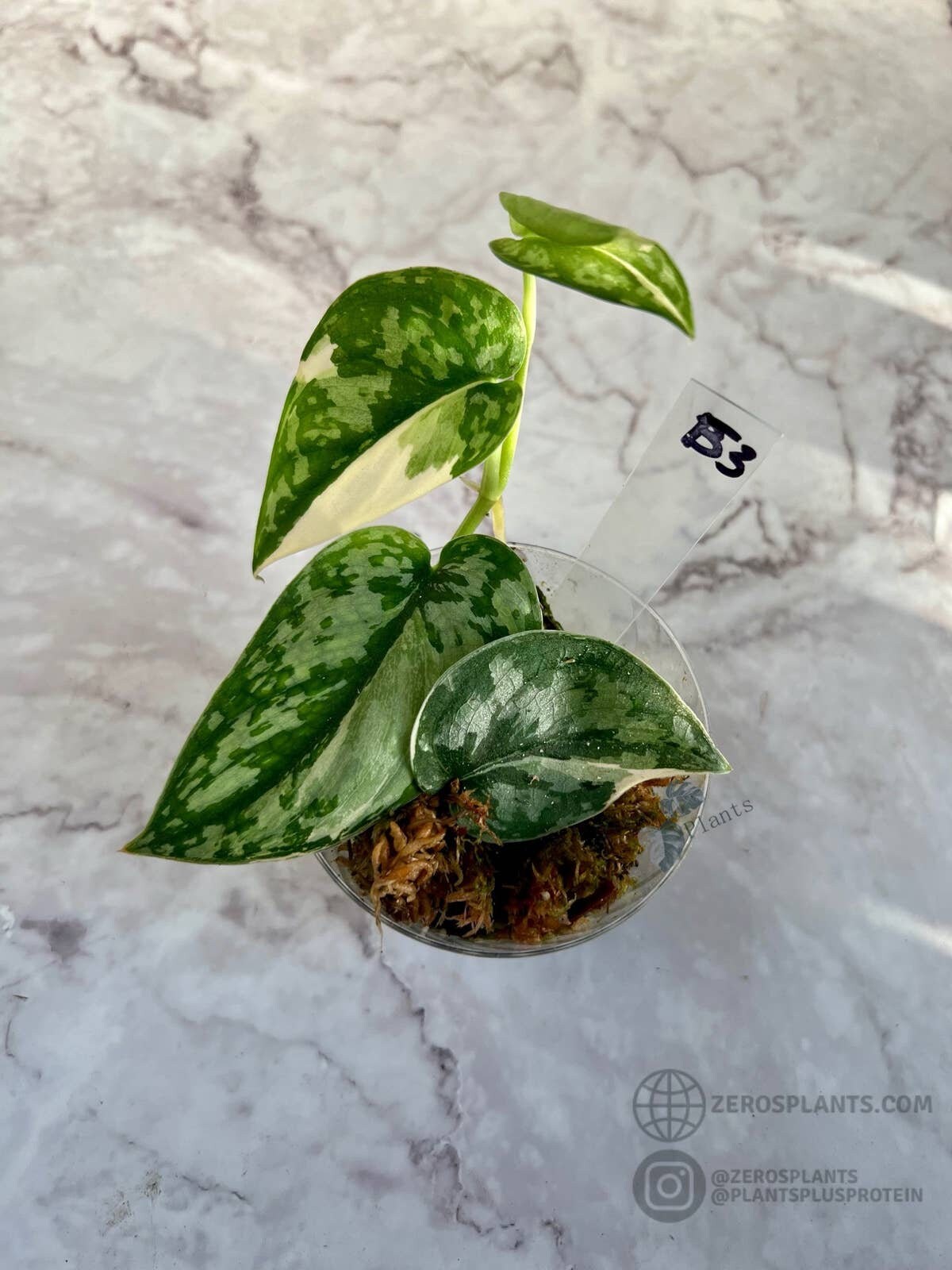 Scindapsus mayari E3 - Etsy