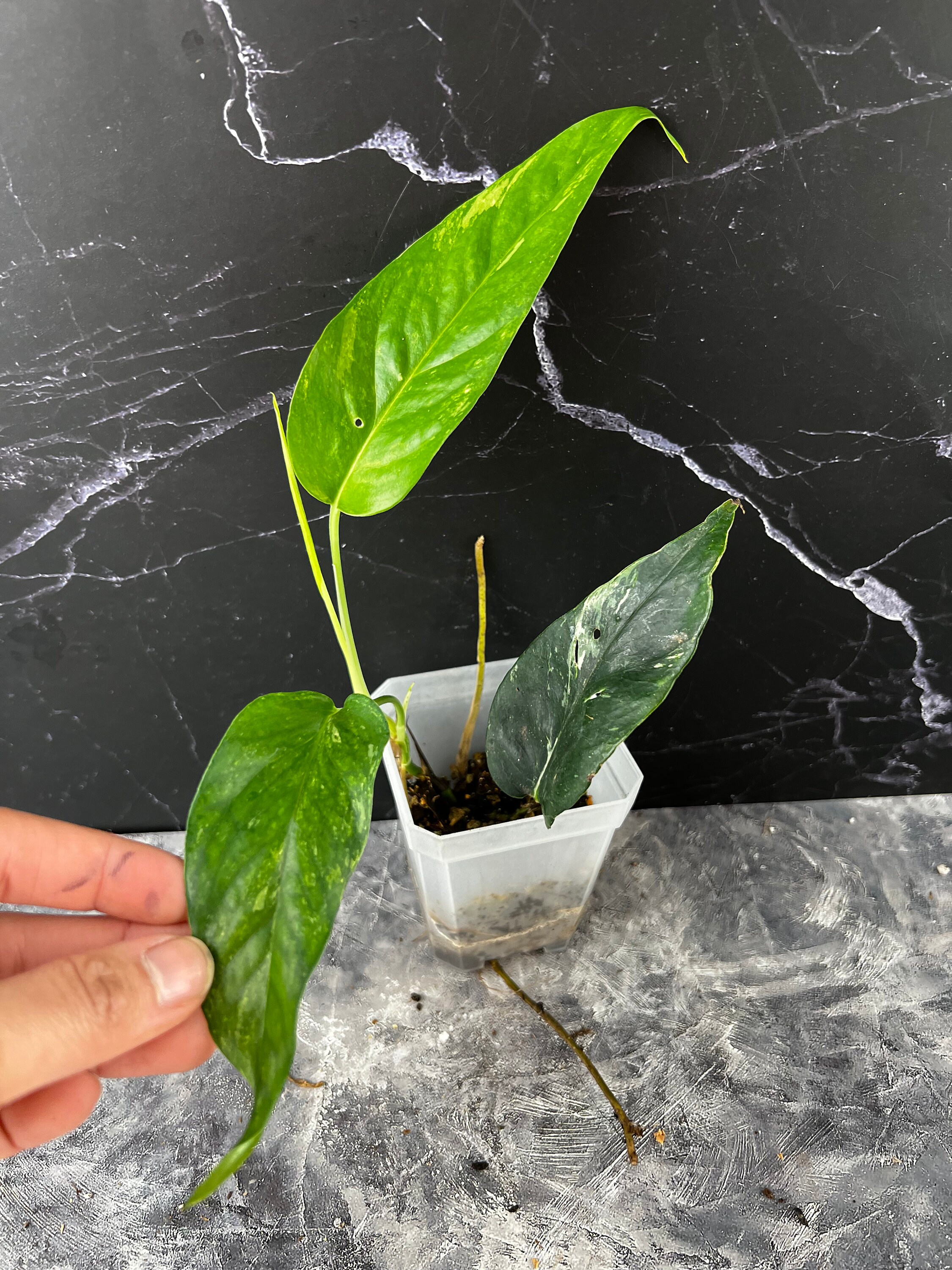 Variegated Epipremnum Pinnatum Albo ESTABLISHED PLANT - Etsy