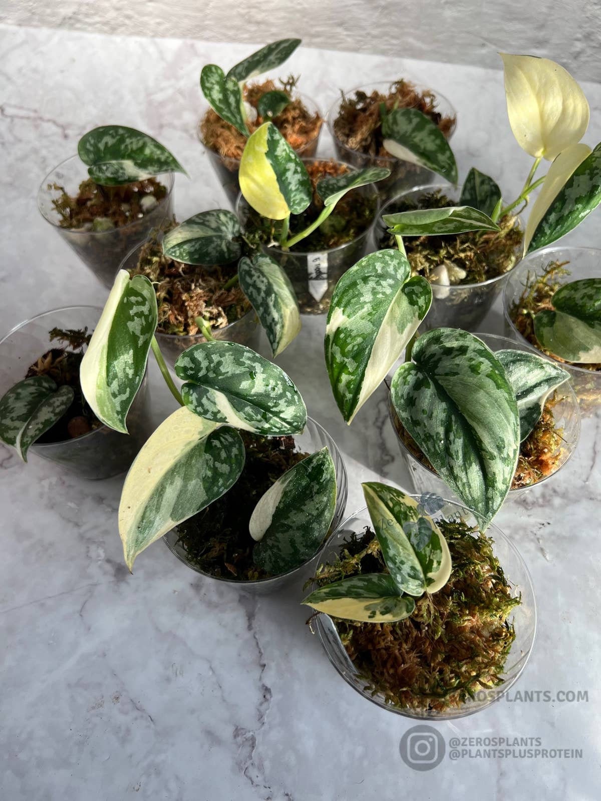 Scindapsus mayari E3 - Etsy