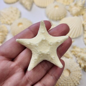 Sea Shell Soaps Party Favors Baby Shower Favors Wedding Favors Bridal ...