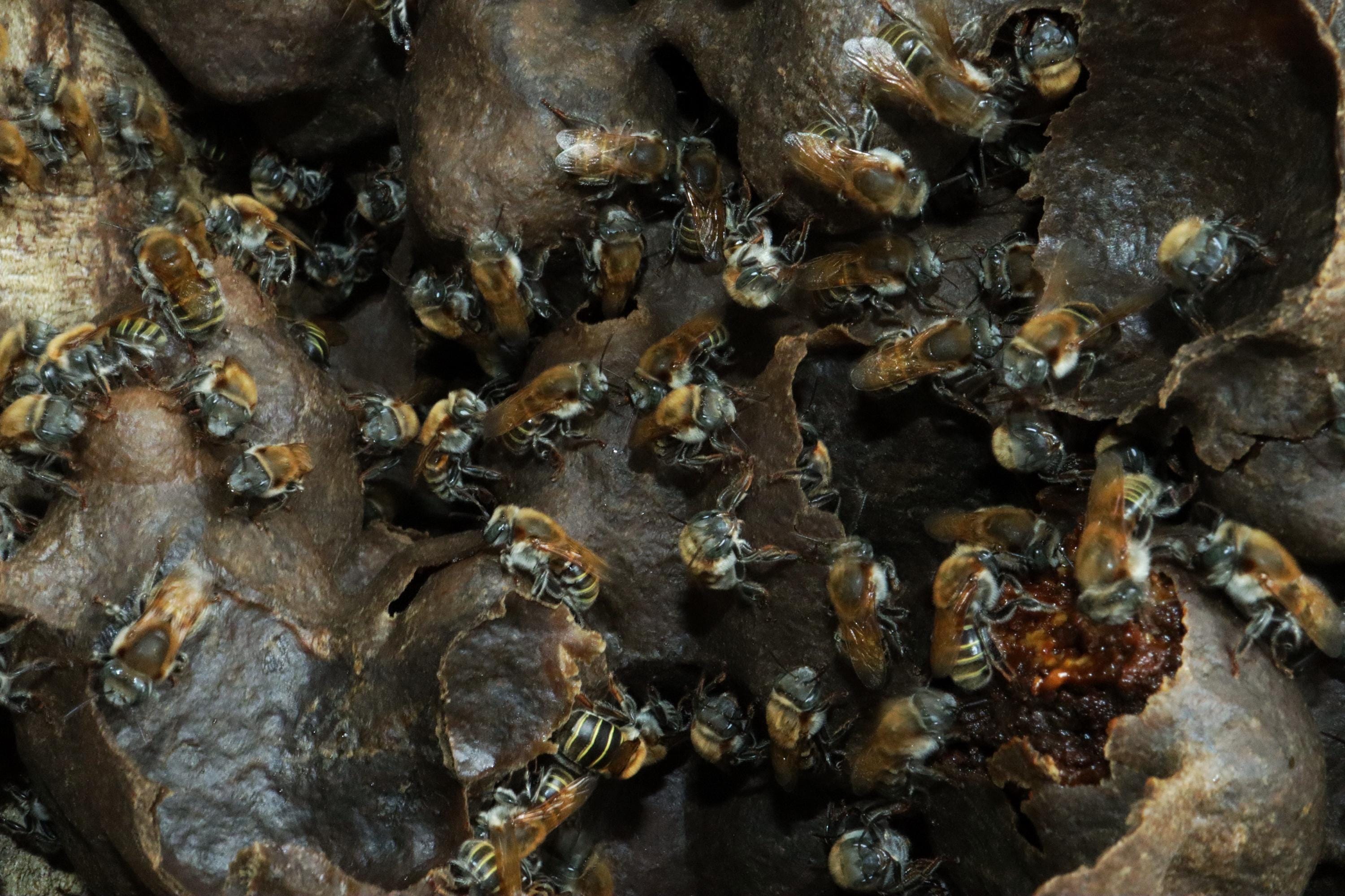 Melipona Stingless Bee Honey - Etsy