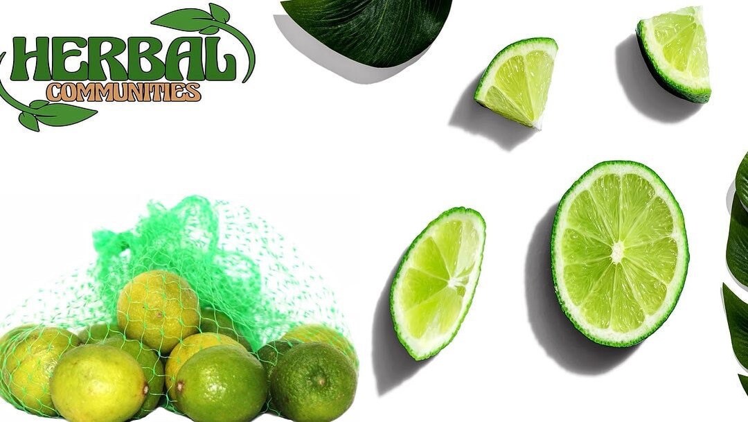 Key Limes (seeded) - Etsy