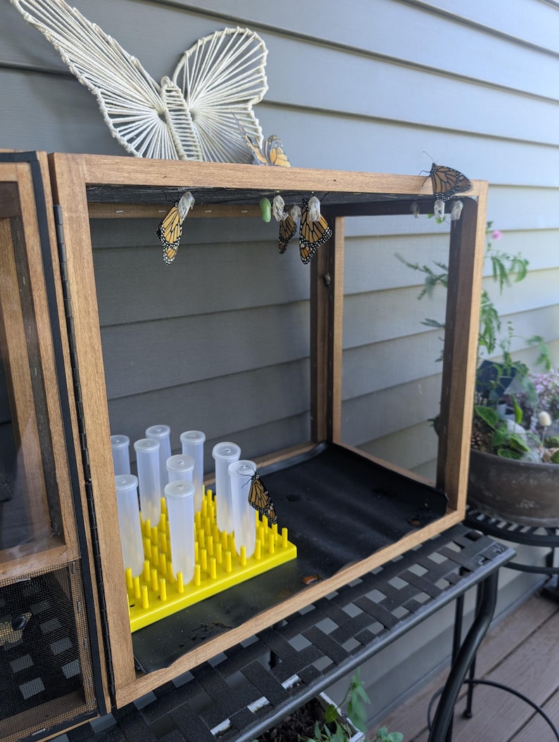 Large Monarch Butterfly Habitat, Caterpillar Rearing Cage, Wooden ...