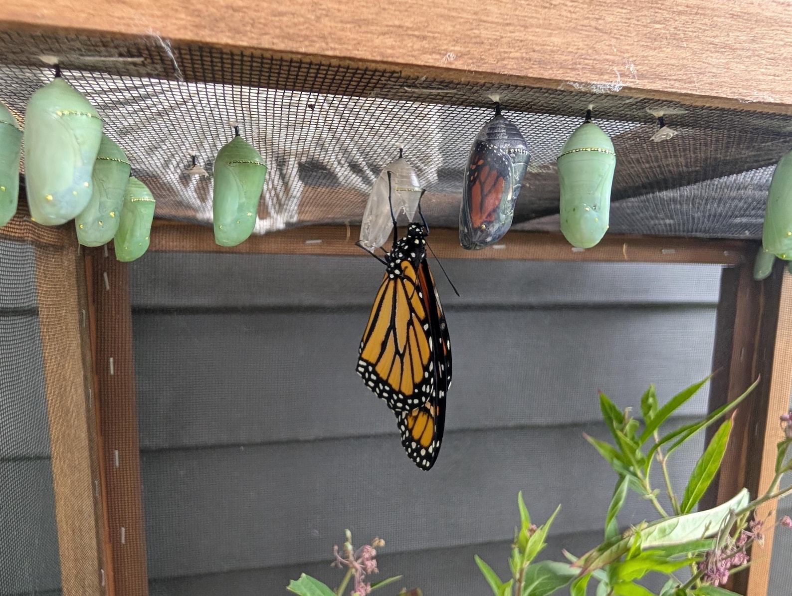 Large Monarch Butterfly Habitat, Caterpillar Rearing Cage, Wooden ...