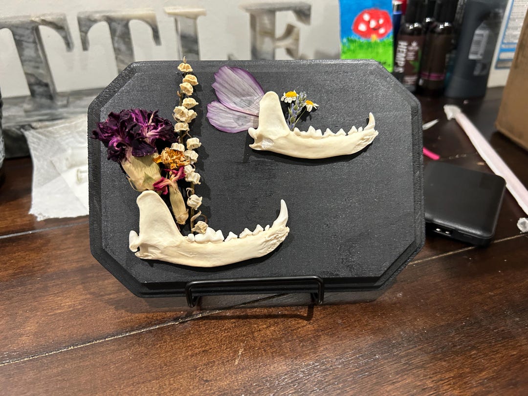 Jaw Bone Wall Plaque - Etsy
