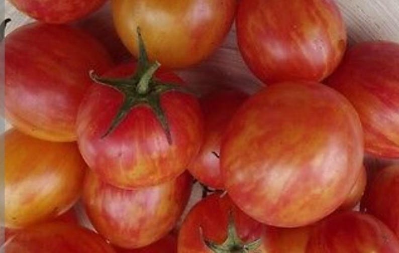 Sunrise Bumblebee Cherry Heirloom Tomato Seeds - Etsy