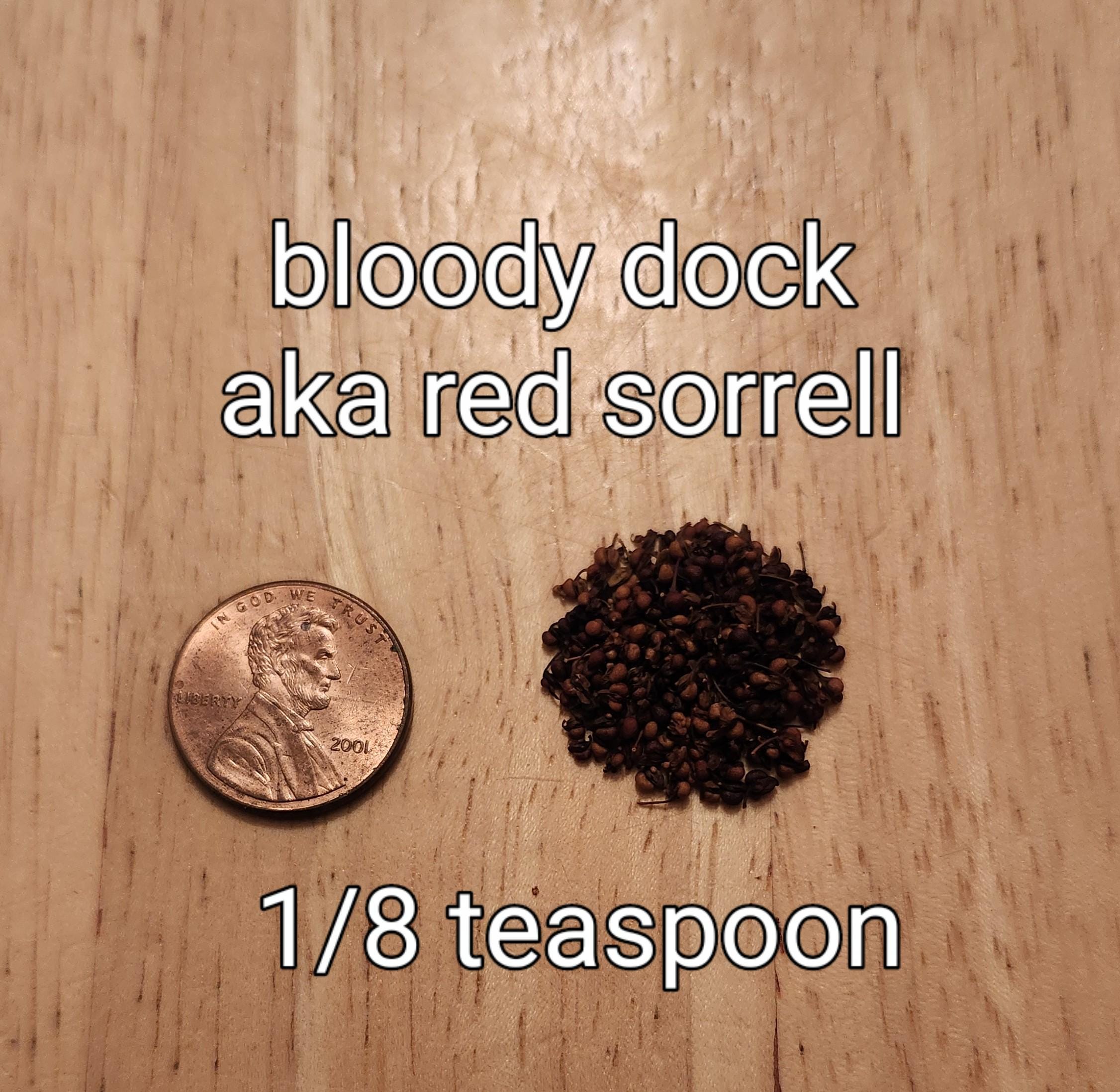 Red Veined Sorrel Aka Bloody Dock Seeds - Etsy