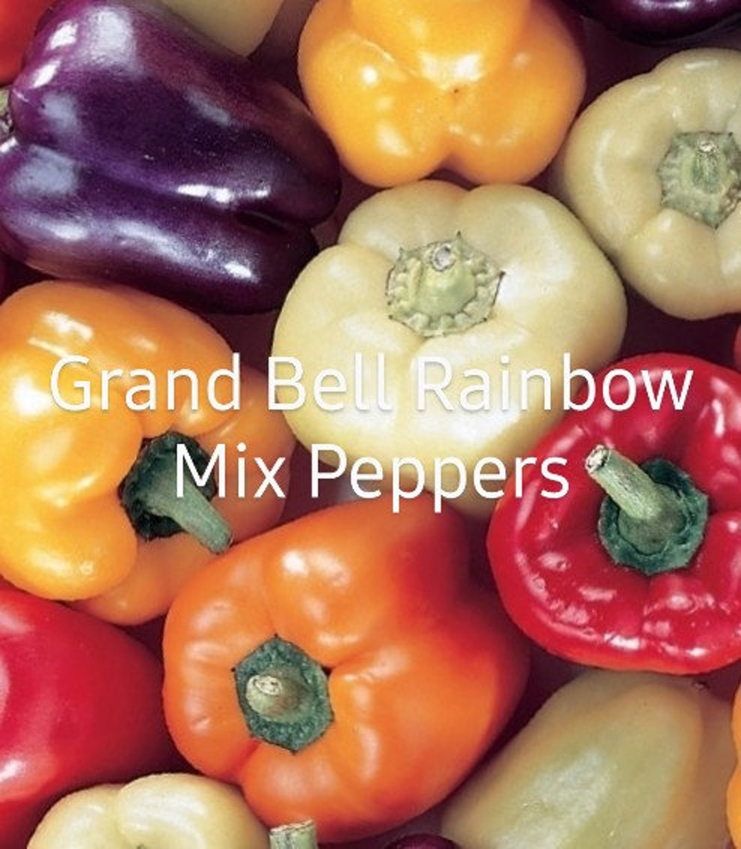 Grand Bell Rainbow Mix Sweet Pepper Seeds - Etsy
