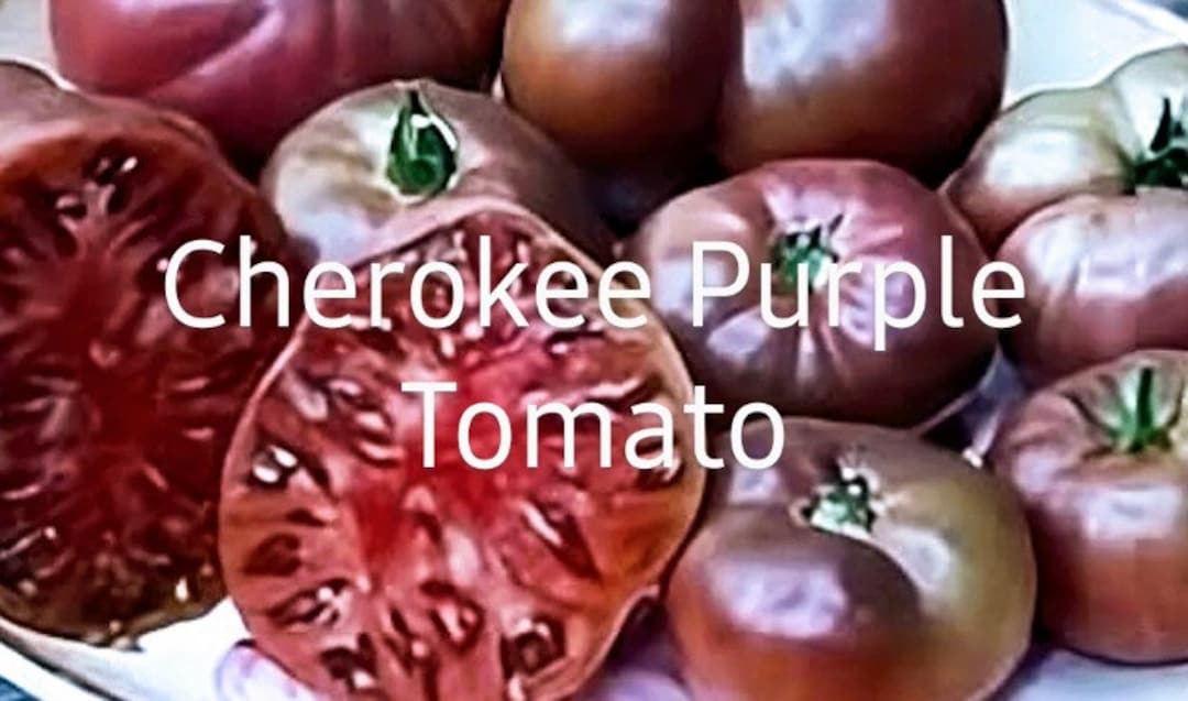 Cherokee Purple Heirloom Tomato Seeds - Etsy