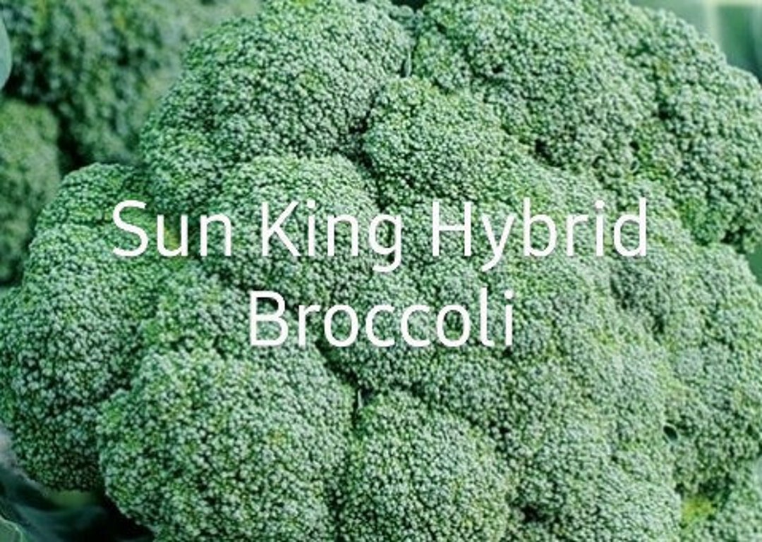 Sun King Hybrid Broccoli Seeds - Etsy