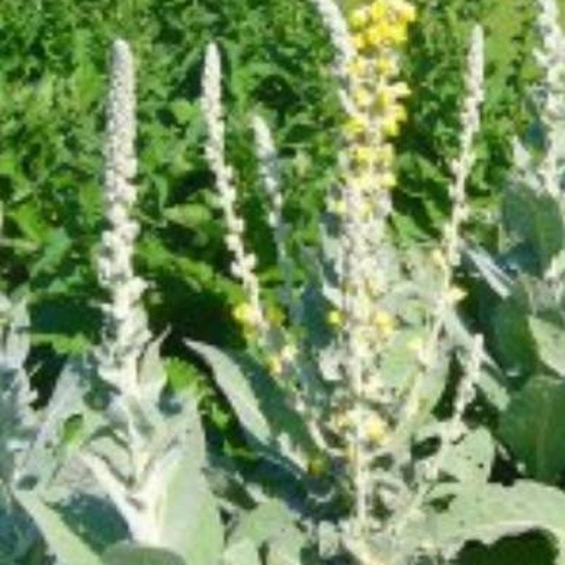 Medicinal Plant - Etsy