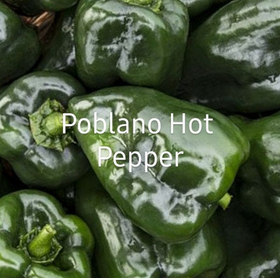 Poblano Hot Heirloom Pepper Seeds - Etsy