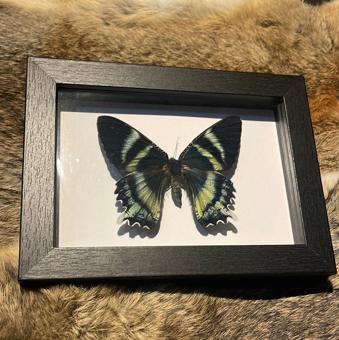Alcides Orontes Moth in a Frame - Etsy