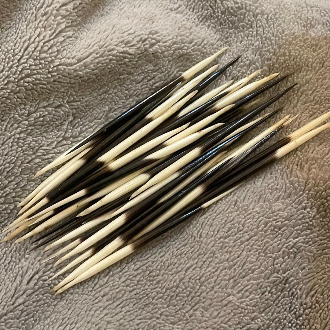 Porcupine Quills - Etsy Australia
