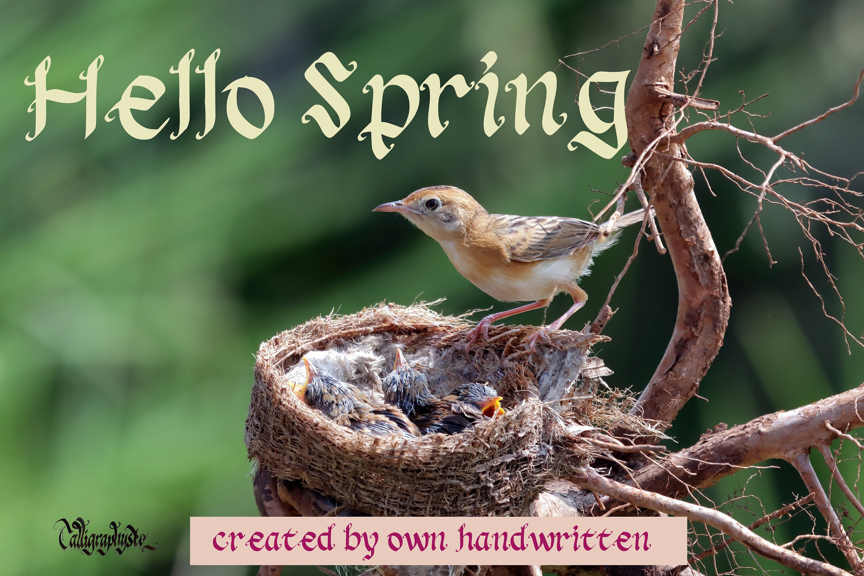 Bird Nest Font Handwritten Font Cricut Fonts Fonts for - Etsy Canada