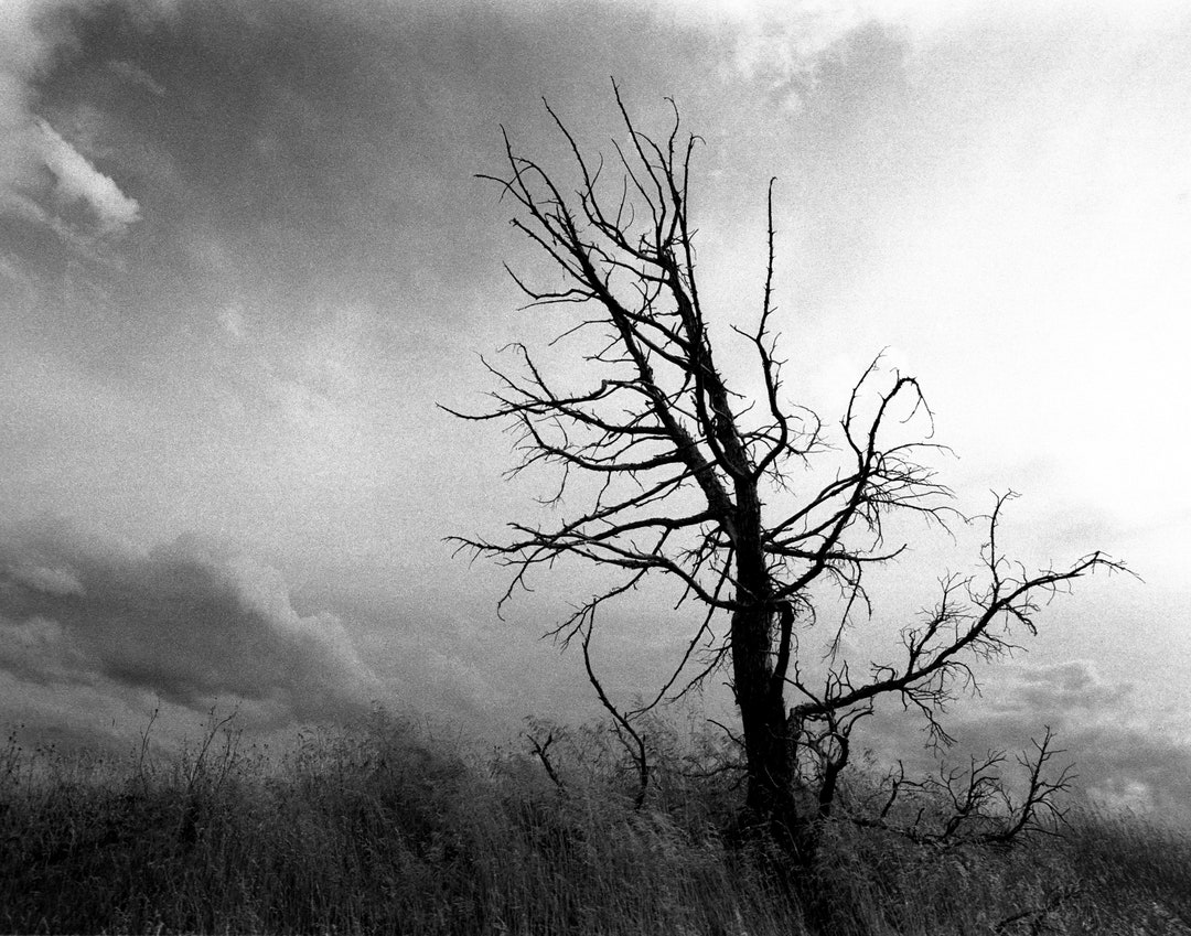 Long Live Black and White Withered Tree - Etsy