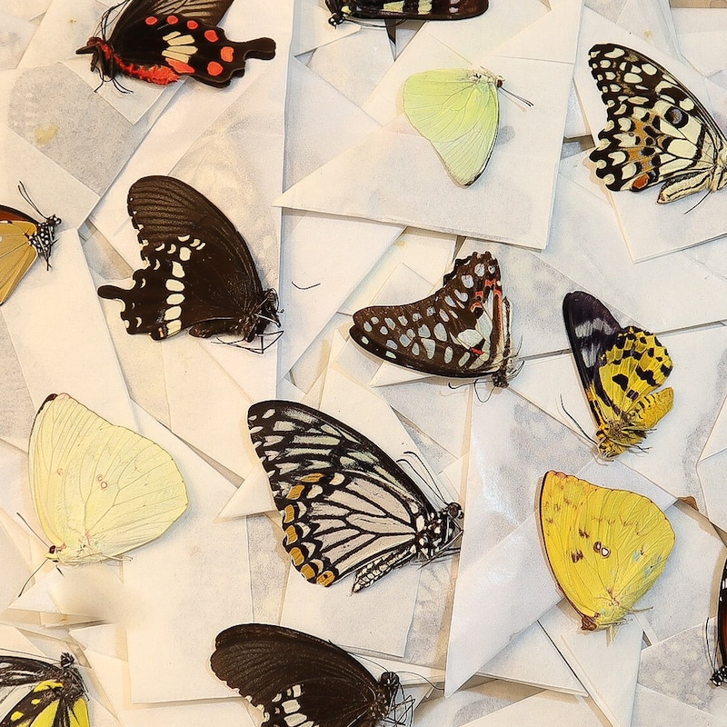 Dried Butterflies - Etsy