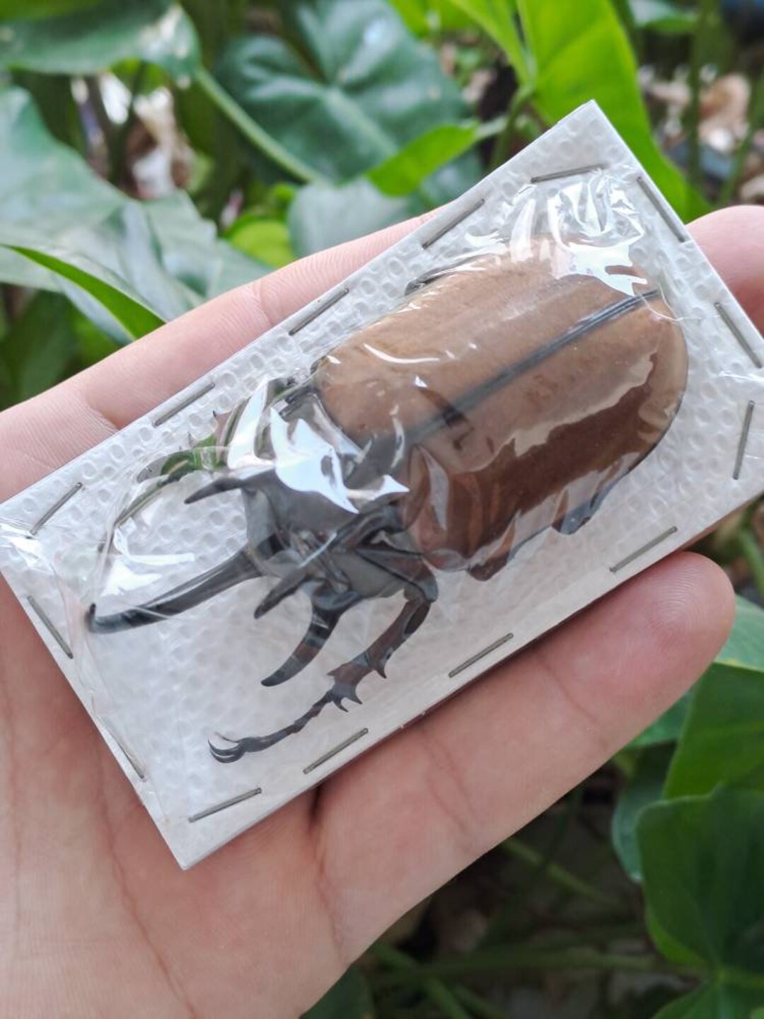 FIVE-HORNED Giant Rhino Beetle A1 (eupatorus Gracilicornis) WHOLESALE ...