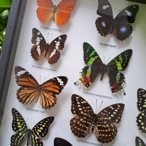 Tropical Butterfly Collection Taxidermy Frame, Very Fine A1 Condition ...