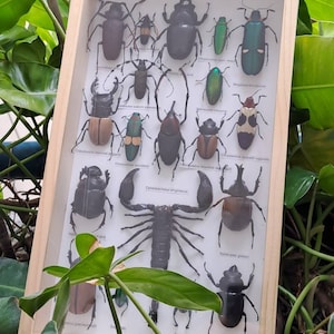 Insect Collection Taxidermy Frame Very Fine A1 Condition - Etsy