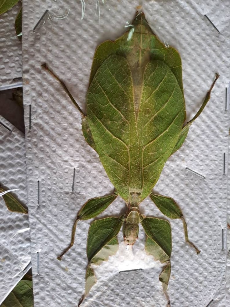 Giant Leaf Insect Phyllium Celebicum Wholesale Entomology Etsy