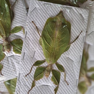 Giant Leaf Insect A1 (phyllium Celebicum) WHOLESALE Entomology ...