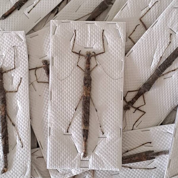 Stick Insect - Etsy