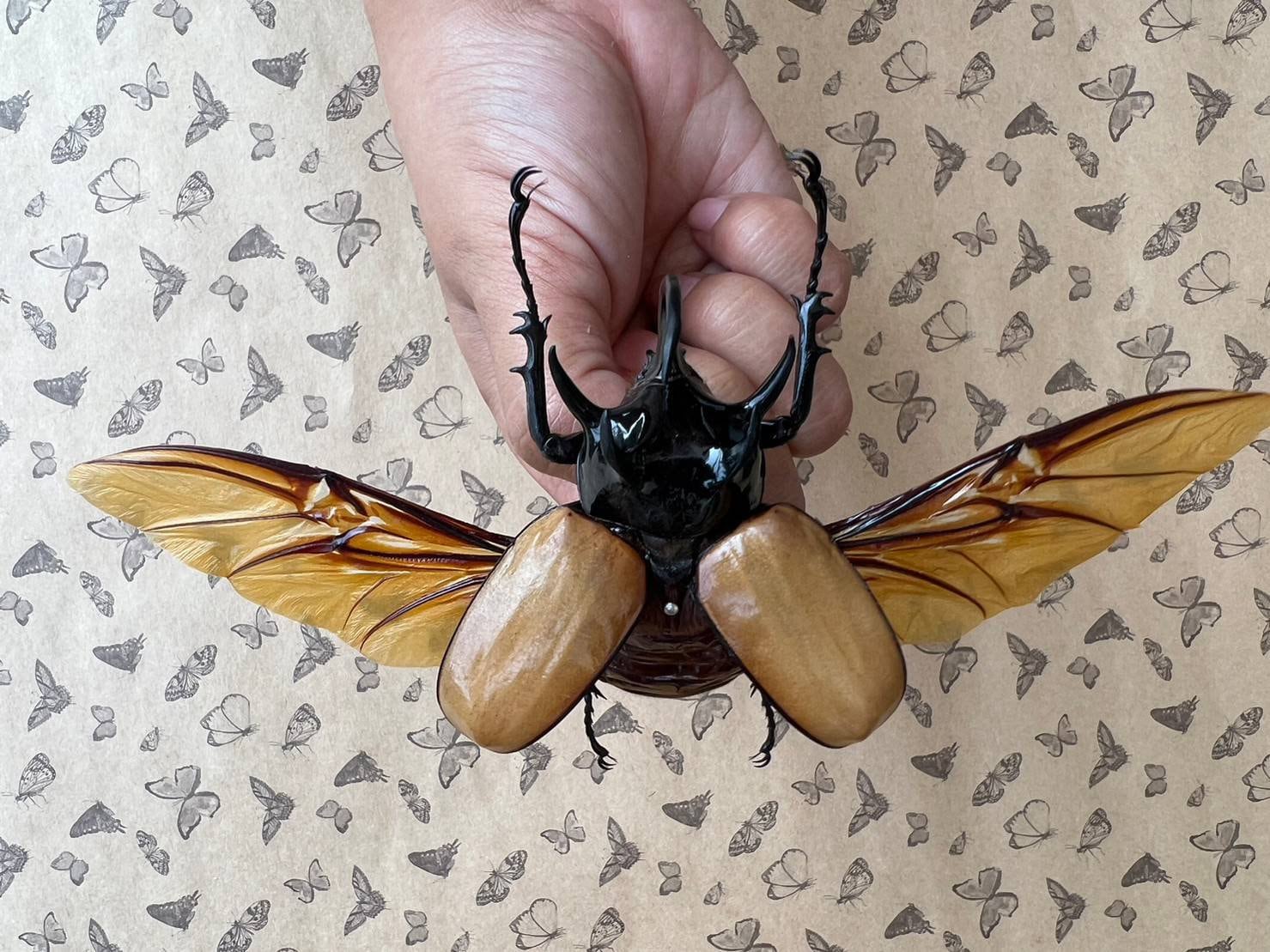 Rhino Beetle Wings