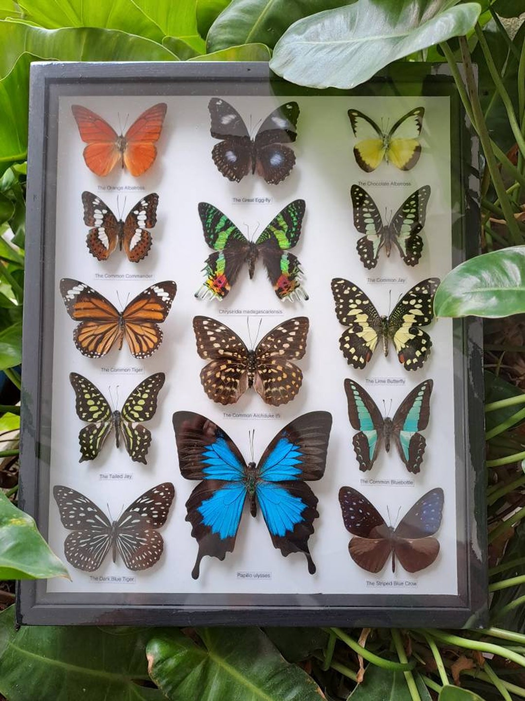 Tropical Butterfly Collection Taxidermy Frame, Very Fine A1 Condition ...
