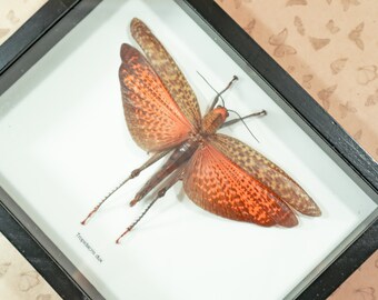 Second Hand Frames - Etsy