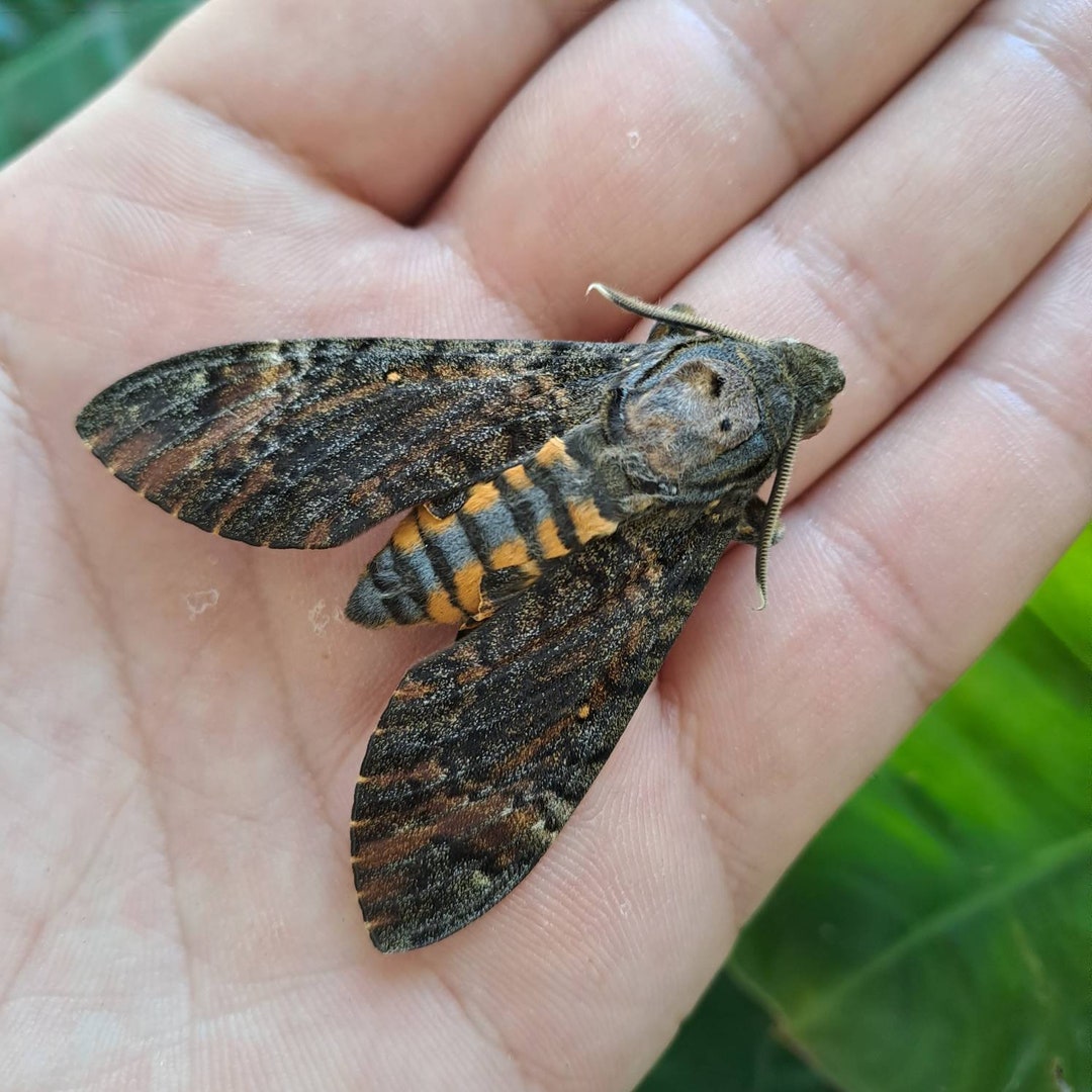 Deaths Head Hawk Moth (acherontia Styx) A1 Ethical Unmounted Specimens ...