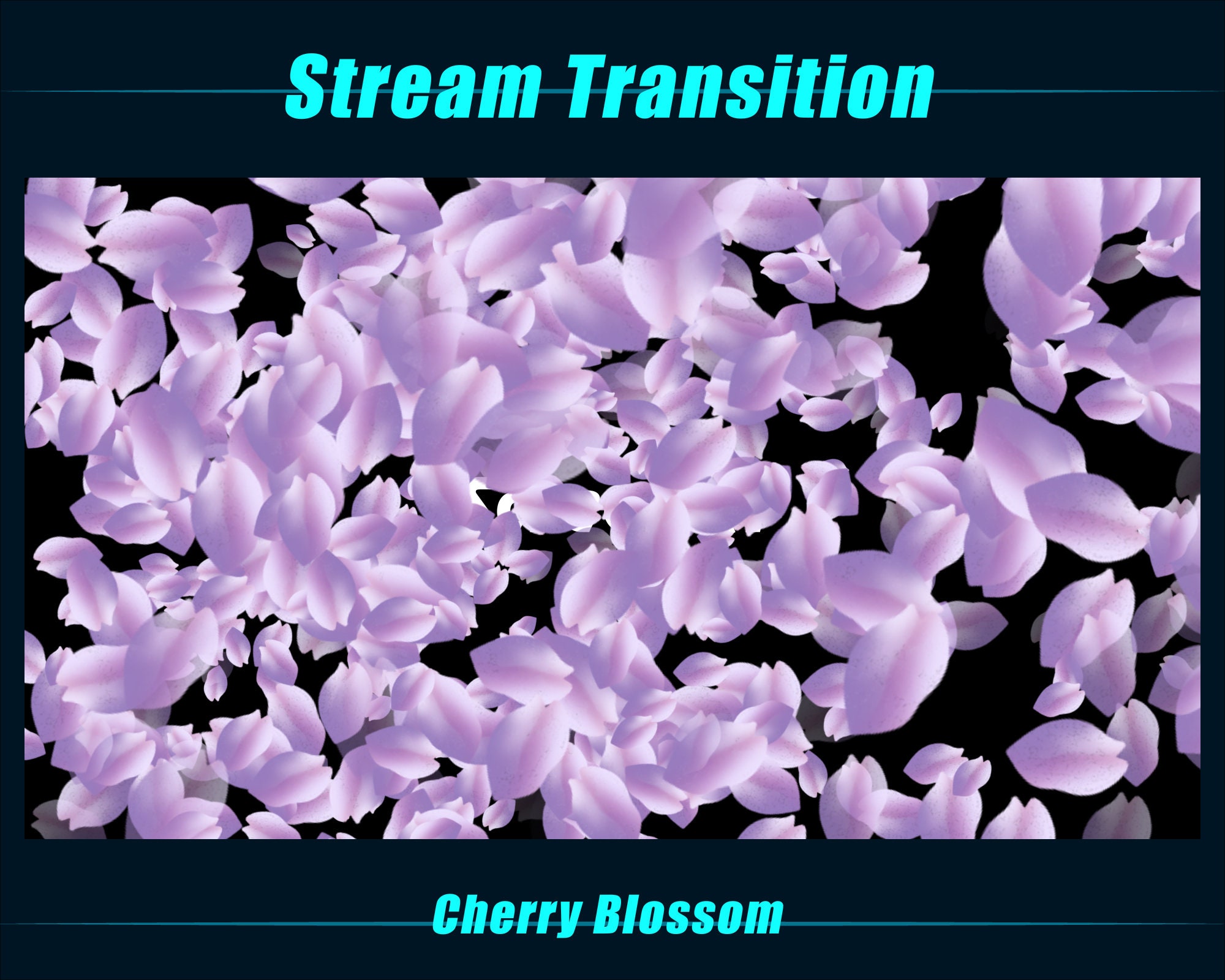 Animated Twitch Transition Sakura Stinger / Purple Cherry Blossom ...