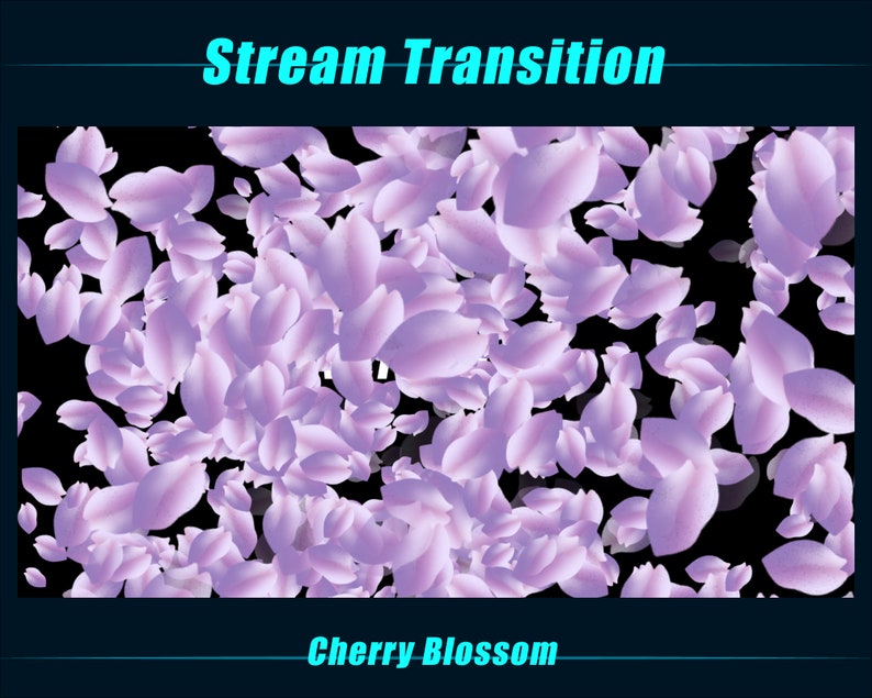 Animated Twitch Transition Sakura Stinger / Purple Cherry Blossom ...
