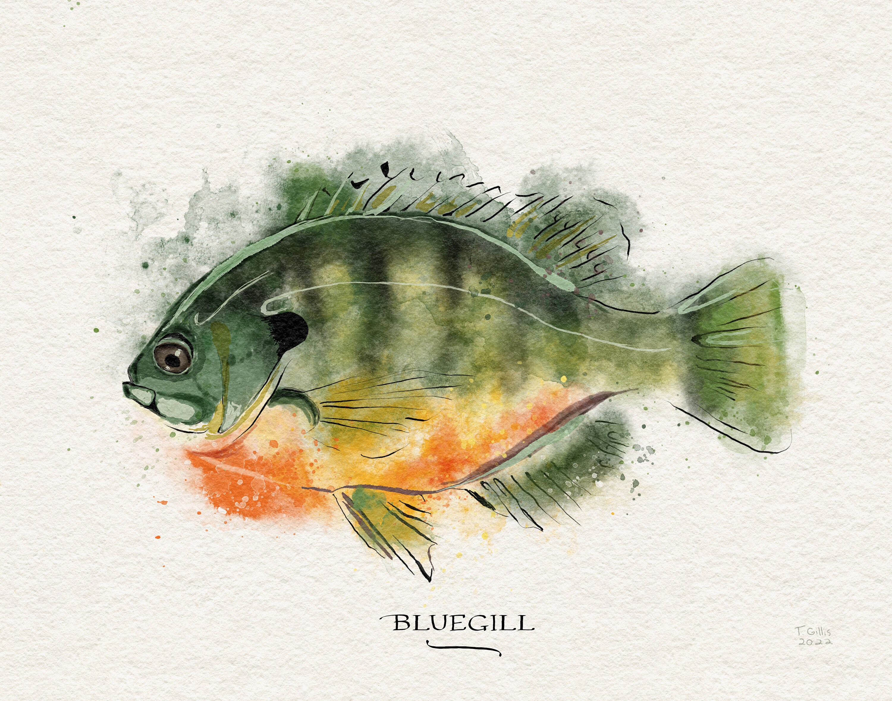 Bluegill Fish Art Print - Etsy