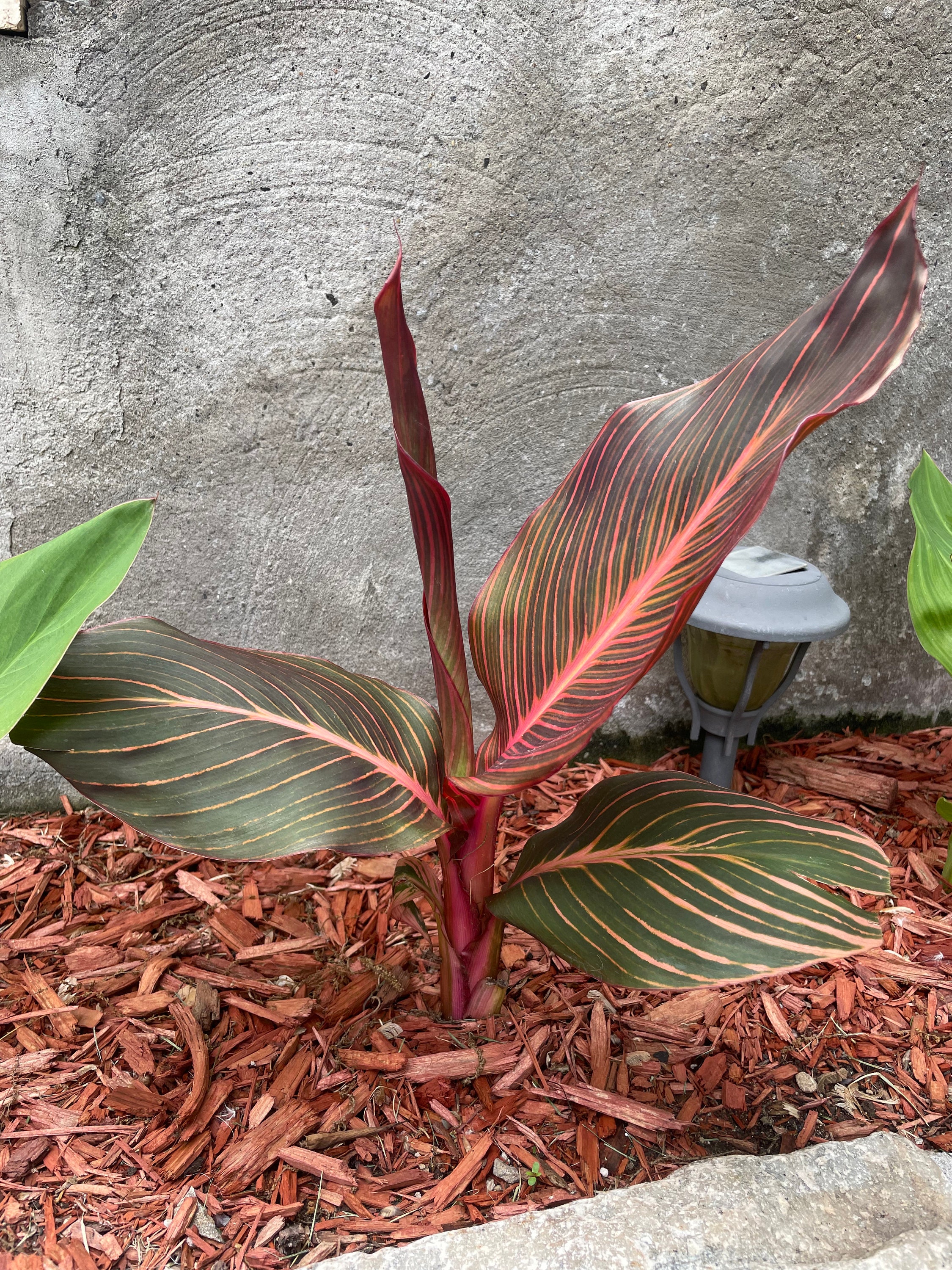 Beautiful Red Canna Lily Bulbs With Variegated Leaves - Etsy
