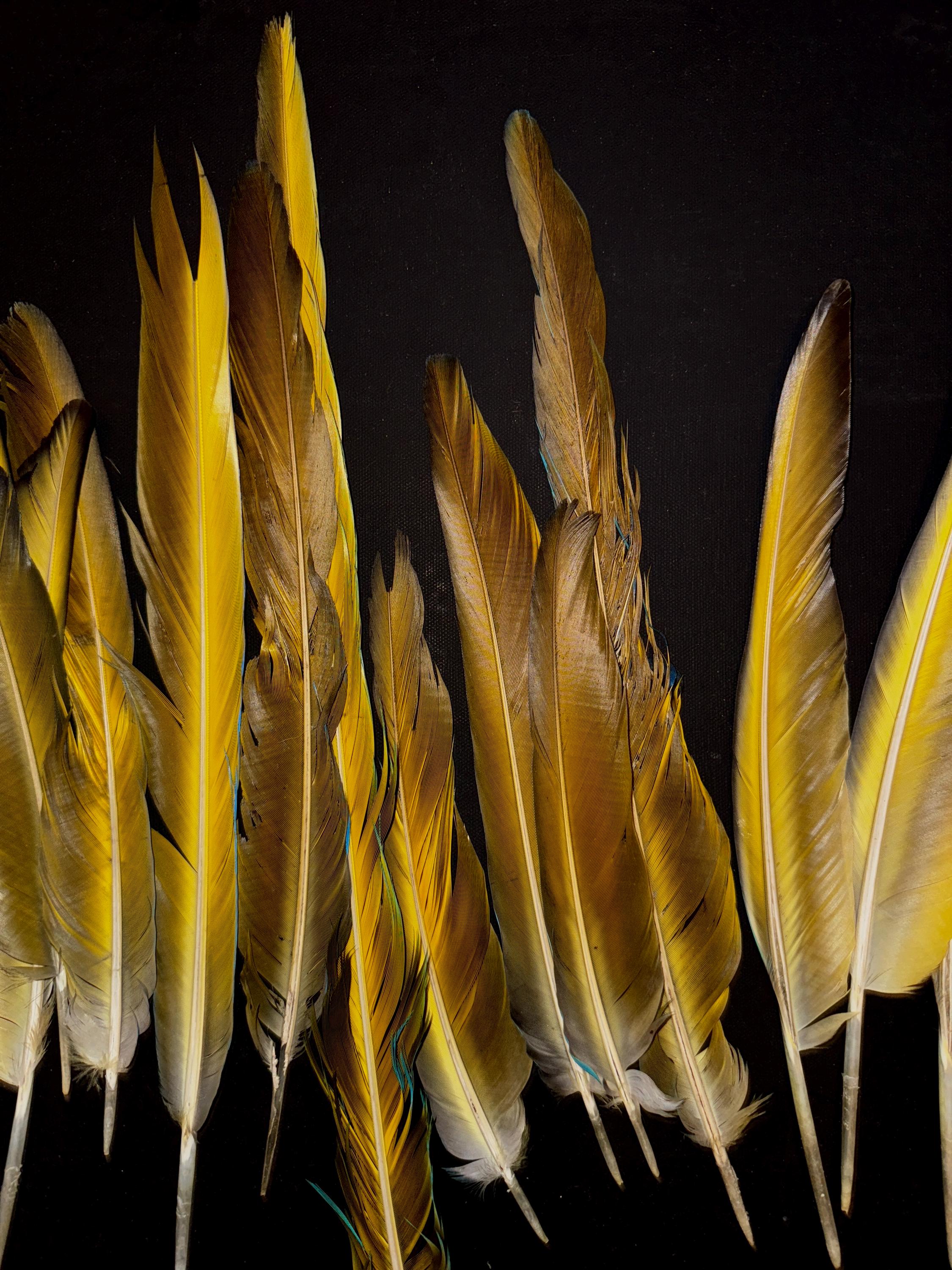45 Blue and Gold Macaw Feathers From Moe and Polly - Etsy