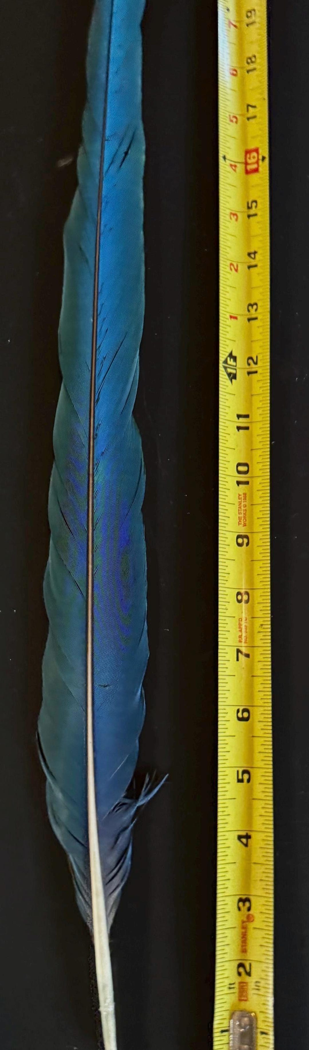 Blue Macaw Tail Feather - Etsy