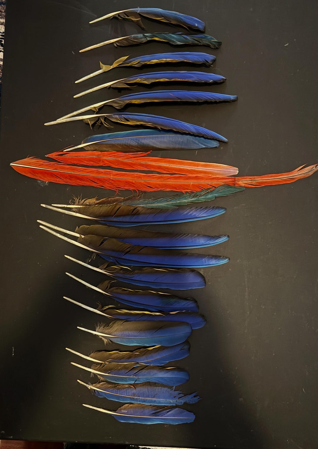 Rainbow Macaw Feathers 21 Count - Etsy