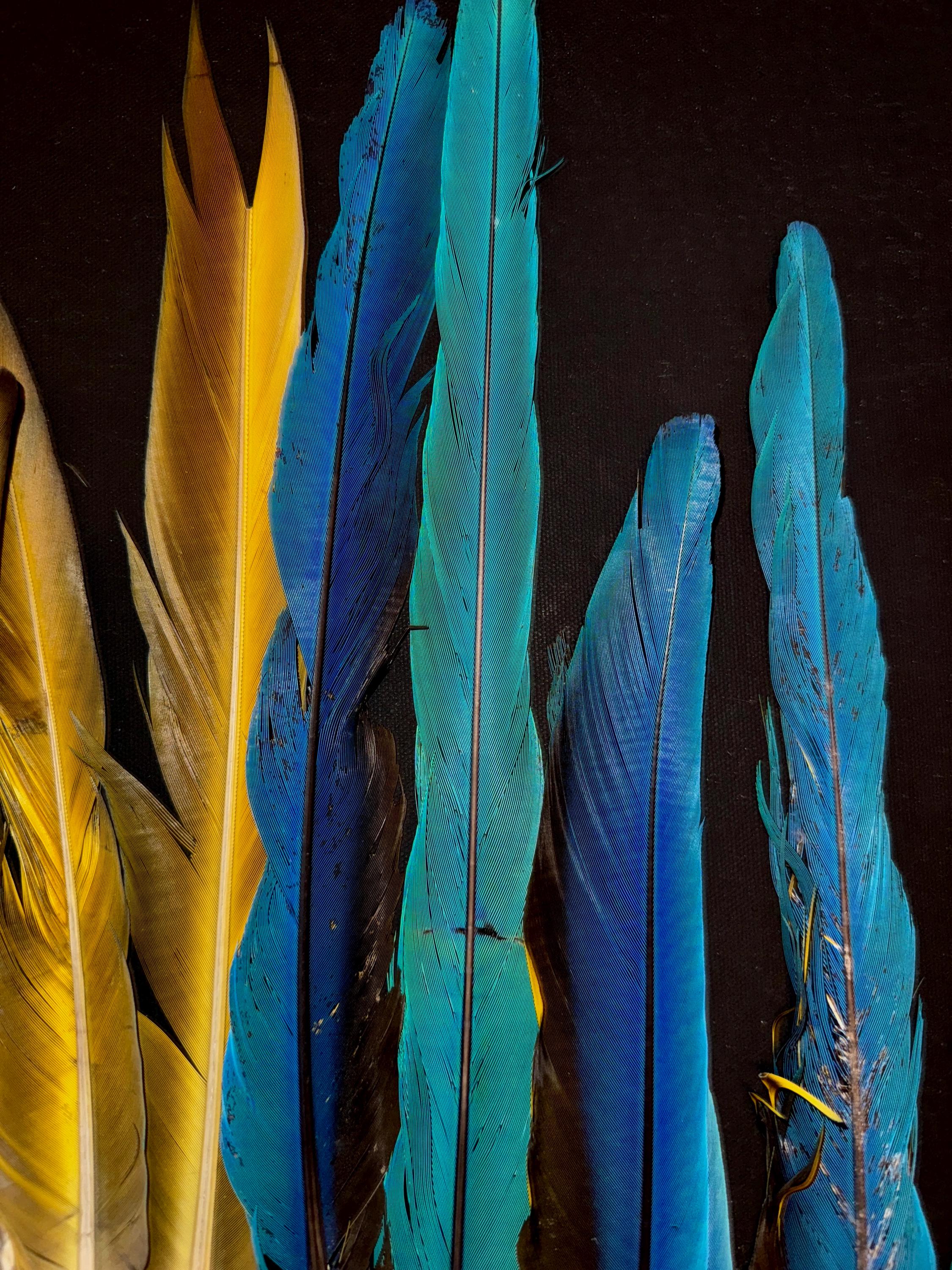 45 Blue and Gold Macaw Feathers From Moe and Polly - Etsy